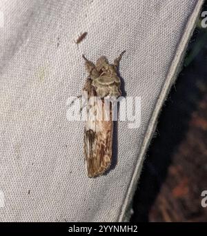 Red-washed Prominent (Oedemasia semirufescens Stock Photo - Alamy