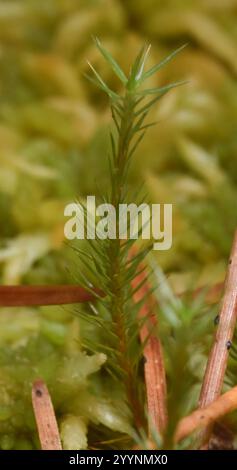 Bog Haircap Moss (Polytrichum strictum Stock Photo - Alamy
