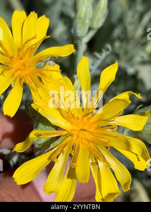 Western Hawksbeard (Crepis occidentalis Stock Photo - Alamy
