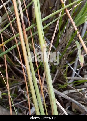 African love grass (Eragrostis curvula) Plantae Stock Photo - Alamy
