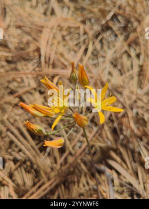 goldenstar (Bloomeria crocea Stock Photo - Alamy