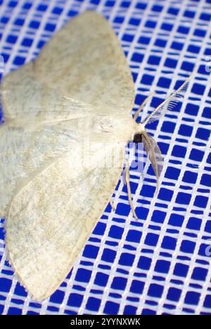 Northern Wave Moth (Cabera exanthemata Stock Photo - Alamy