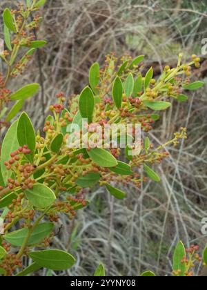 Myrtle Wattle (Acacia myrtifolia Stock Photo - Alamy