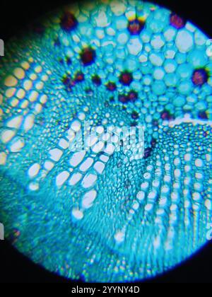 Microscope image of a stem of cotton Stock Photo - Alamy