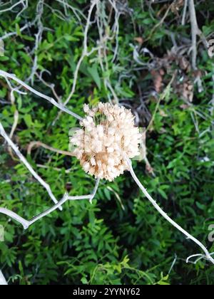 maritime wild leek (Allium commutatum Stock Photo - Alamy