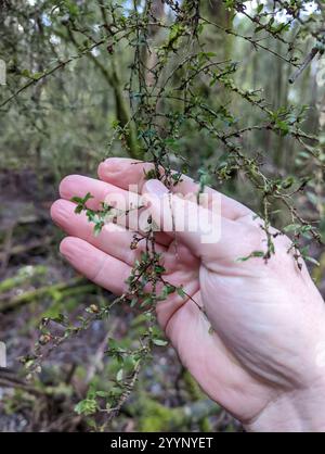 Prickly Currant-Bush (Coprosma quadrifida Stock Photo - Alamy