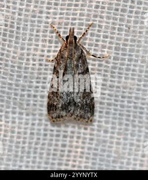 Double-striped Scoparia Moth (Scoparia biplagialis Stock Photo - Alamy