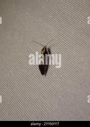 Skunk Moth (Polix coloradella Stock Photo - Alamy