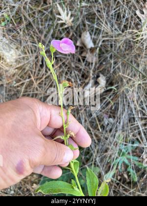Spanish Peaks Foxglove (Digitalis thapsi), Plantae, 28297 Santa María ...