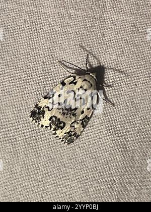 Hebrew Moth (Polygrammate hebraeicum Stock Photo - Alamy