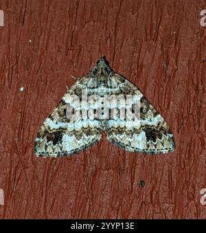 Grand Rivulet Moth (Martania grandis) Insecta Stock Photo - Alamy