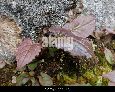 western rattlesnake root (Nabalus alatus Stock Photo - Alamy