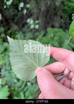Alaska Paper Birch (Betula neoalaskana), Plantae, Lower West Dawson Rd ...