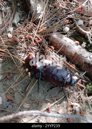 Tooth-necked Longhorn Beetle (Prionus pocularis) Insecta Stock Photo ...