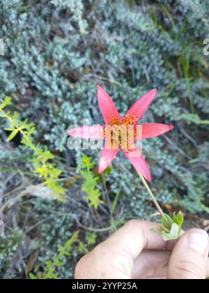 bolander's lily (Lilium bolanderi Stock Photo - Alamy