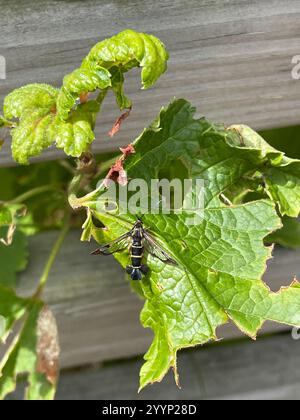 Currant Clearwing Moth (Synanthedon tipuliformis Stock Photo - Alamy