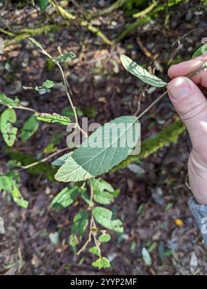 Tainui (Pomaderris apetala Stock Photo - Alamy