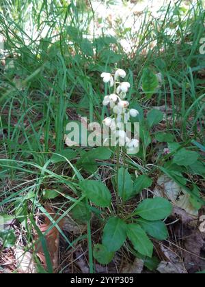 shinleaf (Pyrola elliptica Stock Photo - Alamy