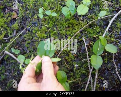 Broad-lipped Twayblade (Neottia convallarioides Stock Photo - Alamy