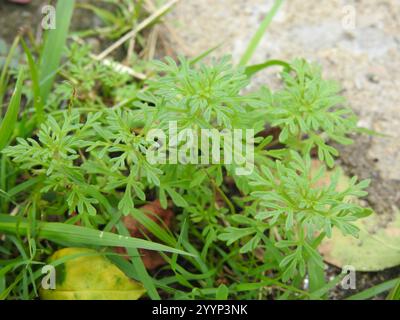 Obi-Wan conobea (Leucospora multifida Stock Photo - Alamy