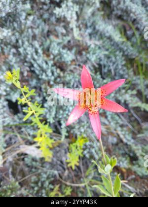 bolander's lily (Lilium bolanderi Stock Photo - Alamy