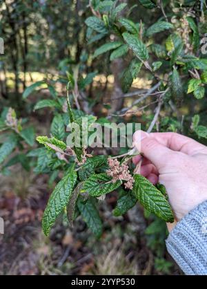 Tainui (Pomaderris apetala Stock Photo - Alamy