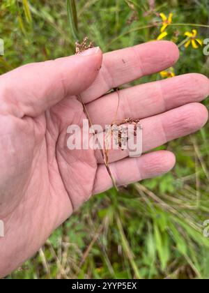 Small-flower Woodrush (Luzula parviflora Stock Photo - Alamy