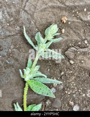 California orache (Extriplex californica Stock Photo - Alamy