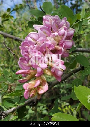 New Mexico locust (Robinia neomexicana Stock Photo - Alamy