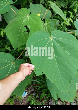 Balsa Tree (Ochroma pyramidale Stock Photo - Alamy