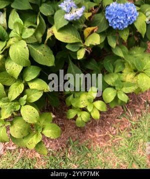Cercospora Leaf Spot on Hydrangea (Cercospora hydrangeae Stock Photo ...
