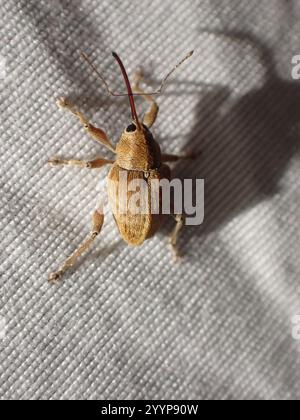 Nut and Acorn Weevils (Curculio Stock Photo - Alamy