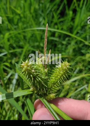 retrorse sedge (Carex retrorsa Stock Photo - Alamy