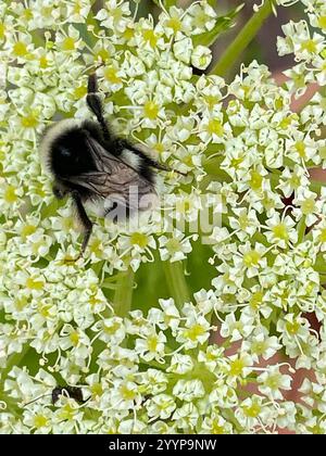 Cryptic Bumble Bee (Bombus cryptarum Stock Photo - Alamy