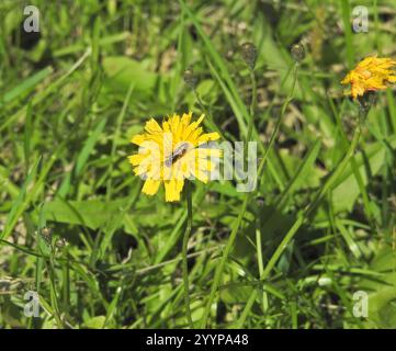 Small Shaggy Bee (Panurgus calcaratus Stock Photo - Alamy
