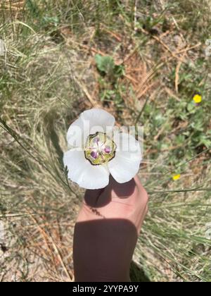 Arizona mariposa lily (Calochortus ambiguus Stock Photo - Alamy