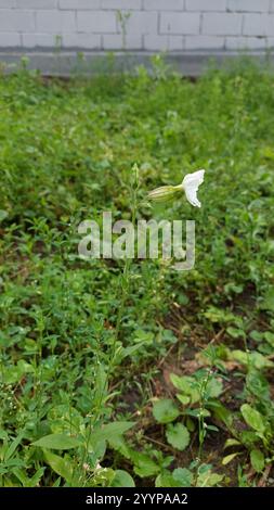 evening lychnis (Silene latifolia alba Stock Photo - Alamy