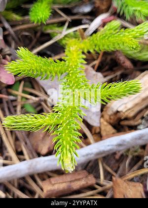 arctic stag's-horn clubmoss (Lycopodium lagopus Stock Photo - Alamy