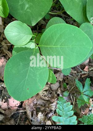 Grape Honeysuckle (Lonicera reticulata Stock Photo - Alamy