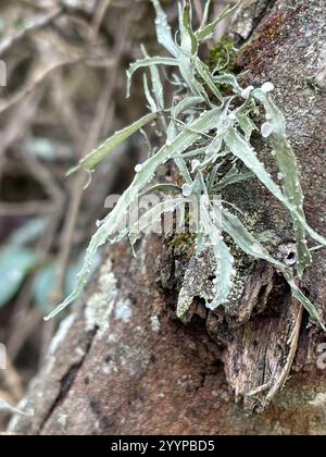 cartilage lichen (Ramalina celastri Stock Photo - Alamy