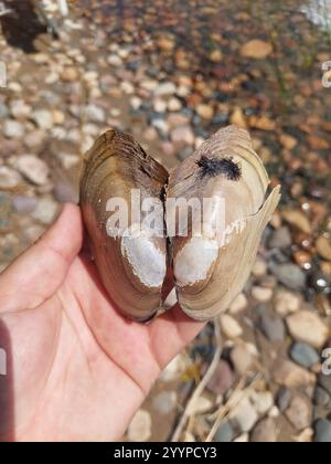 Fragile Papershell (Potamilus fragilis Stock Photo - Alamy