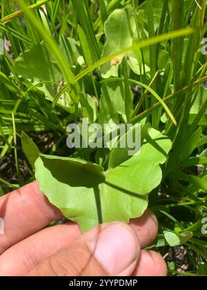 western false asphodel (Triantha occidentalis Stock Photo - Alamy