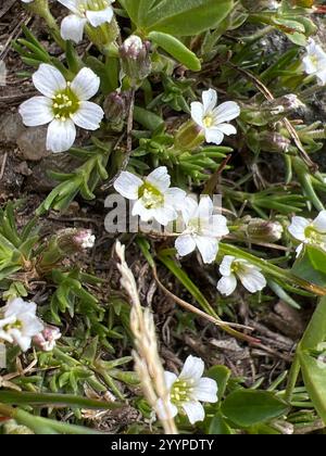 alpine sandwort (Cherleria obtusiloba Stock Photo - Alamy