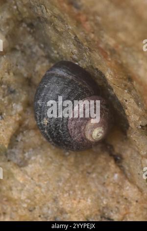 Sitka Periwinkle (Littorina sitkana Stock Photo - Alamy