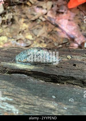 Carolina Mantleslug (Philomycus carolinianus Stock Photo - Alamy