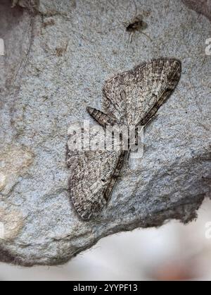 Common Pug (Eupithecia vulgata Stock Photo - Alamy
