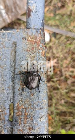 Rough Hermit Beetle (Osmoderma scabra Stock Photo - Alamy