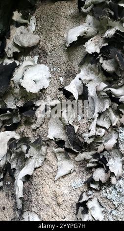 Frosted Rock Tripe (Umbilicaria americana Stock Photo - Alamy
