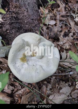 Berkeley's Polypore (Bondarzewia berkeleyi Stock Photo - Alamy