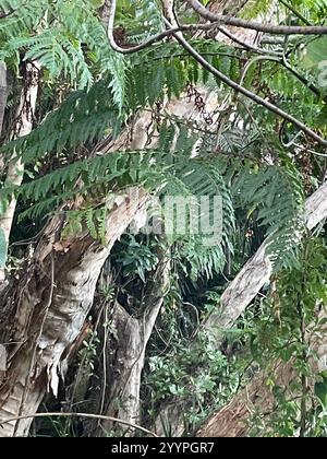 Scaly Tree Fern (Sphaeropteris cooperi) Plantae Stock Photo - Alamy